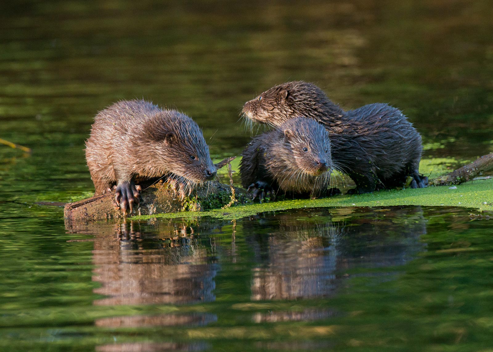 How to Photograph Otters: Locations, Techniques & Fieldcraft - Nature TTL