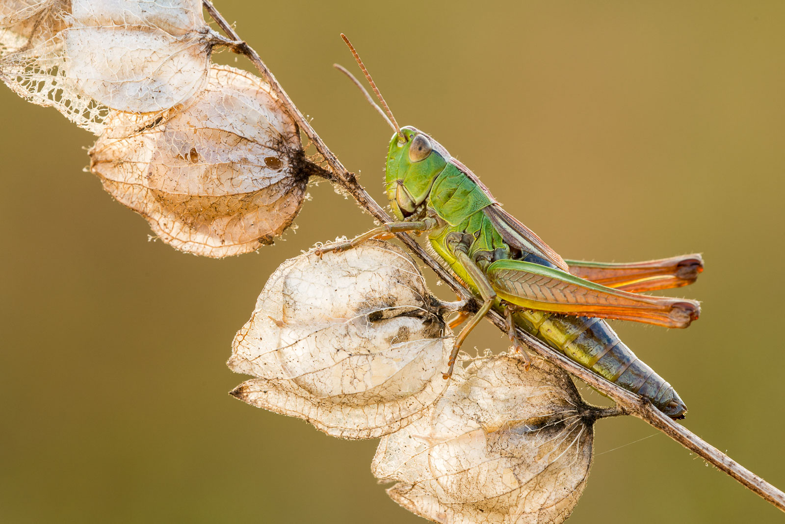 What's the Best Macro Photography Lens? | Nature TTL