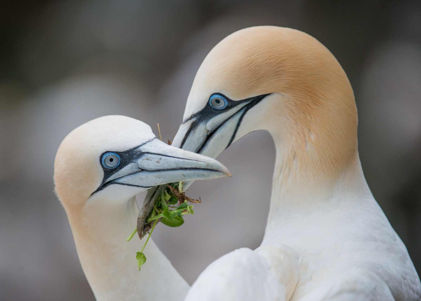 How to Photograph Gannets | Nature TTL