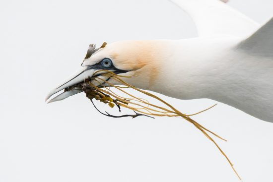 How to Photograph Gannets - Nature TTL