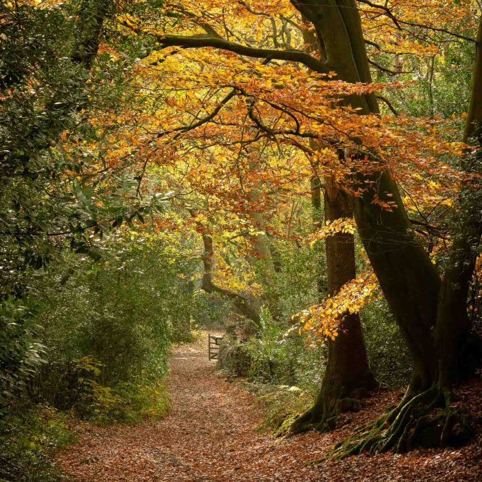 6 Ways to Take Better Autumn Landscape Photos - Nature TTL