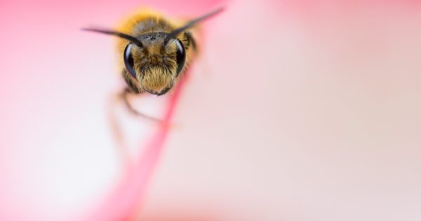 How to Compose a Macro Photo - Nature TTL