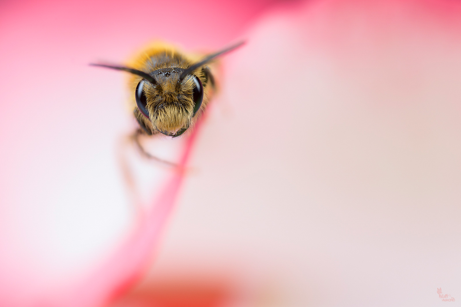 How to Compose a Macro Photo - Nature TTL
