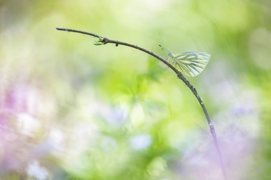 How to Compose a Macro Photo - Nature TTL