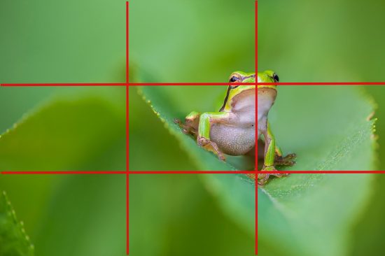 How to Compose a Macro Photo - Nature TTL