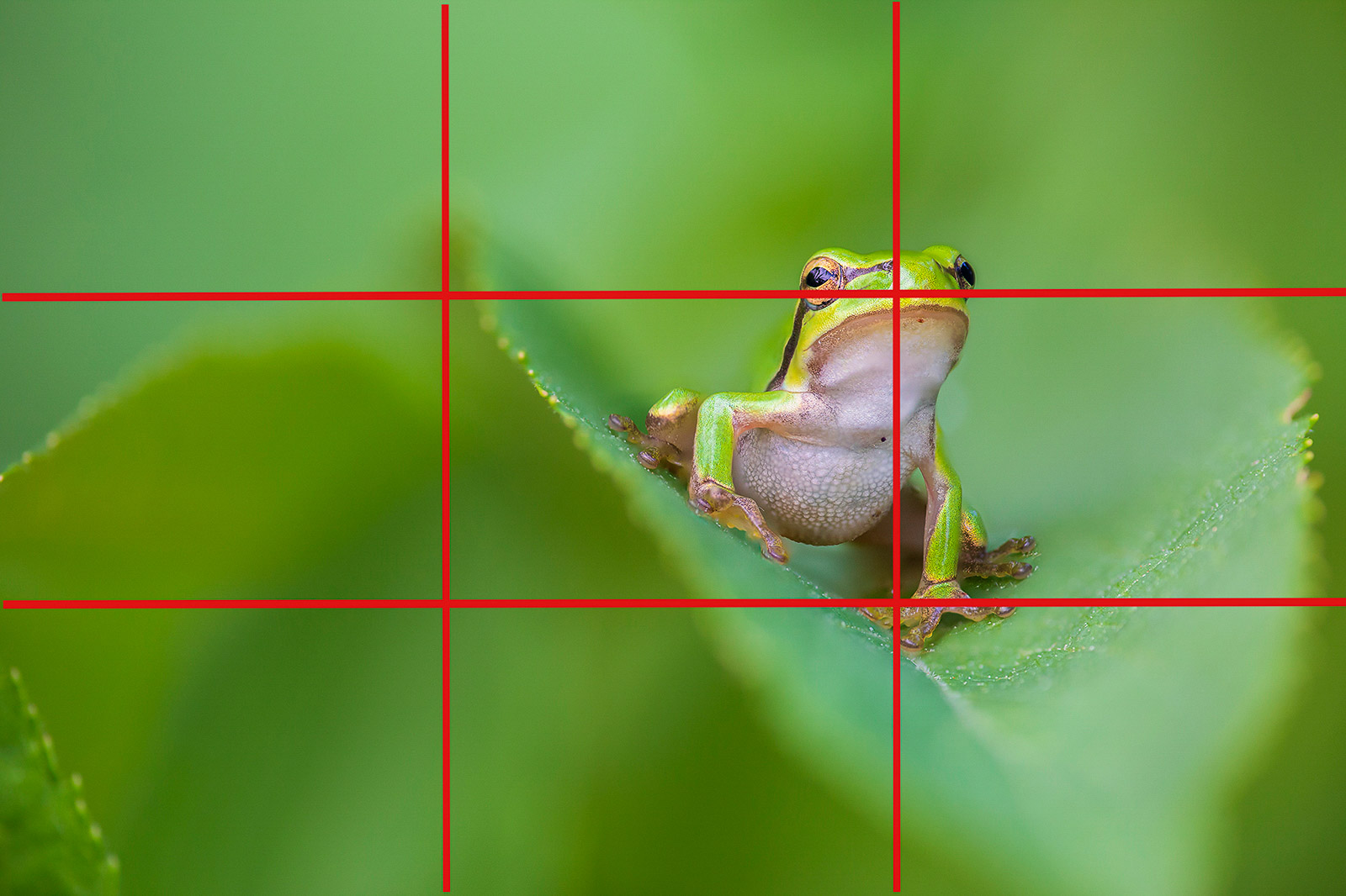 How to Compose a Macro Photo - Nature TTL