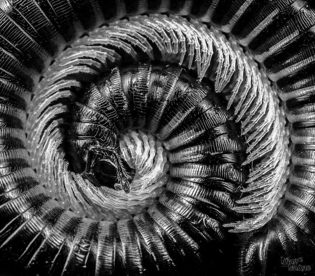 How to Compose a Macro Photo | Nature TTL