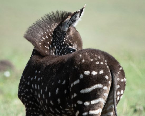 Polka-dotted Zebra Foal Sighted in Kenya - Nature TTL