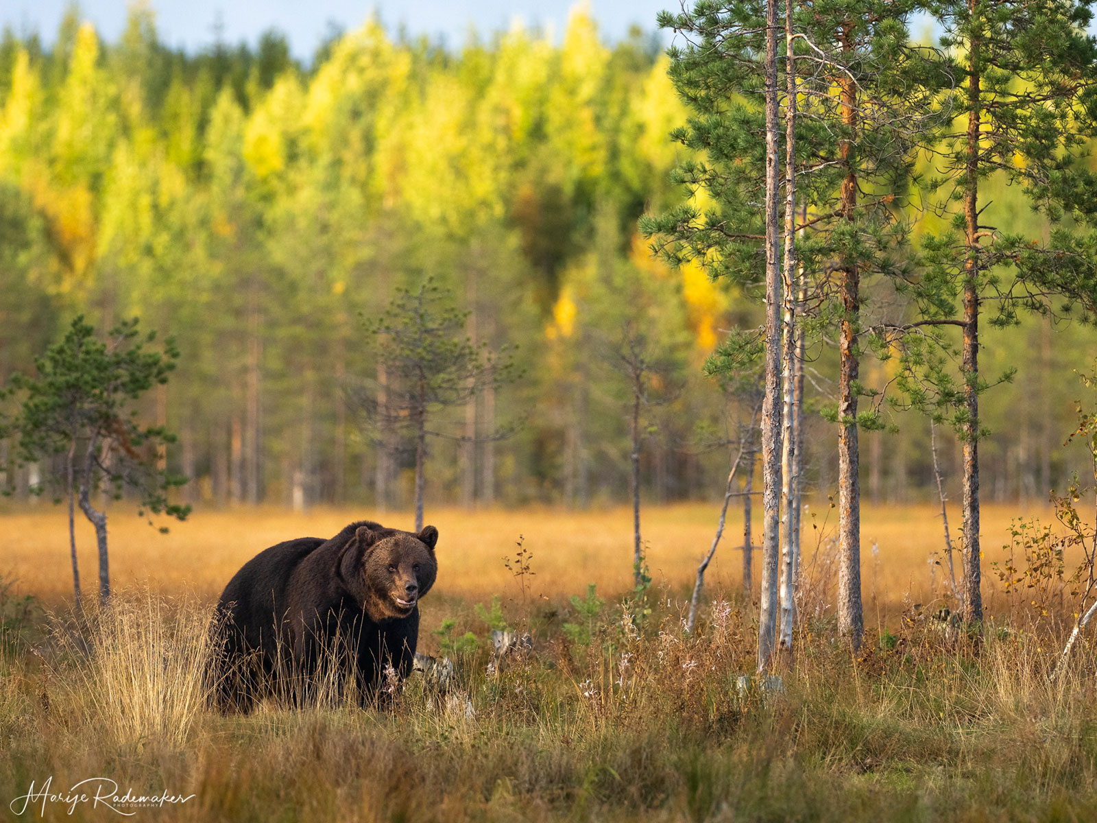 Weekly Photography Assignment: Birds - Nature TTL