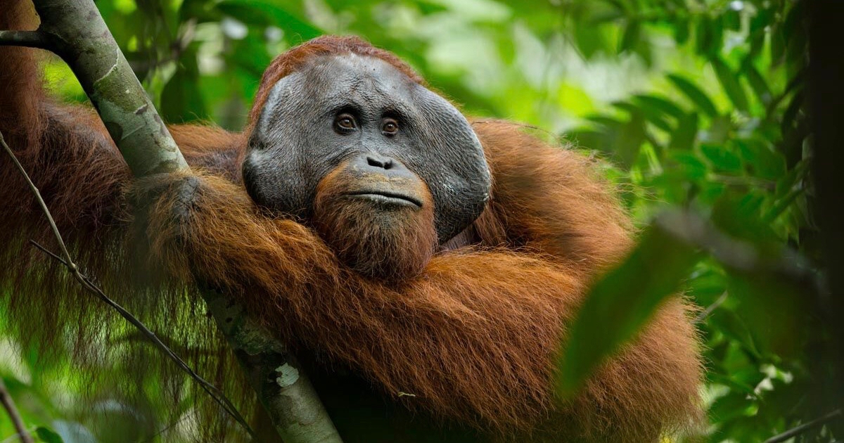 Wilderland Wildlife Film Festival Dates Announced - Nature TTL