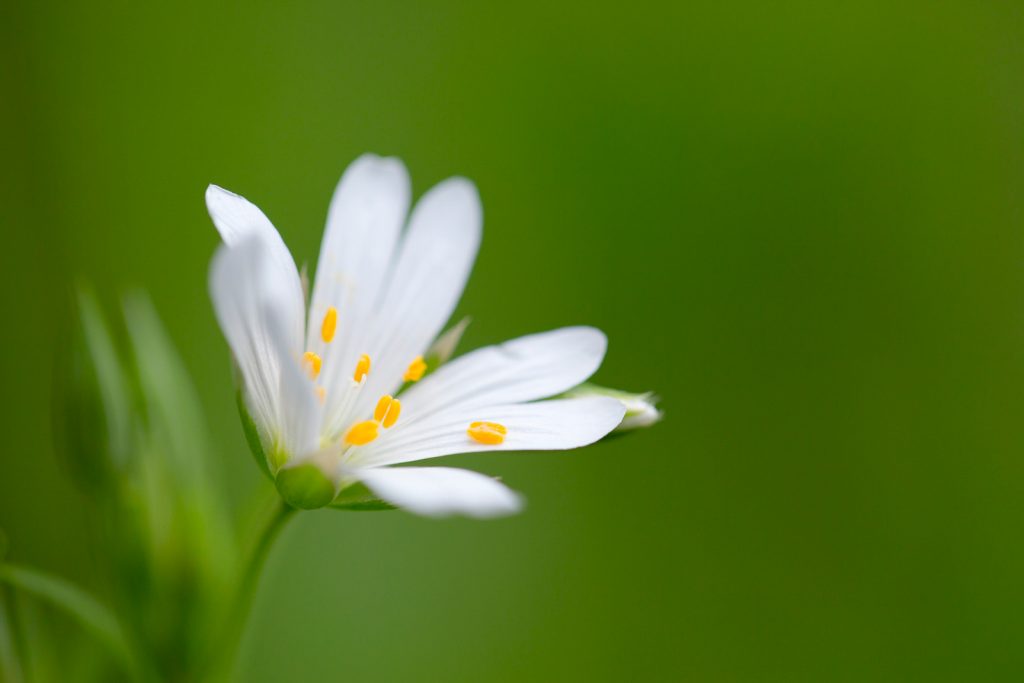 How to Photograph Plants - Nature TTL