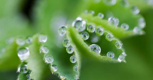 How to Photograph Plants - Nature TTL