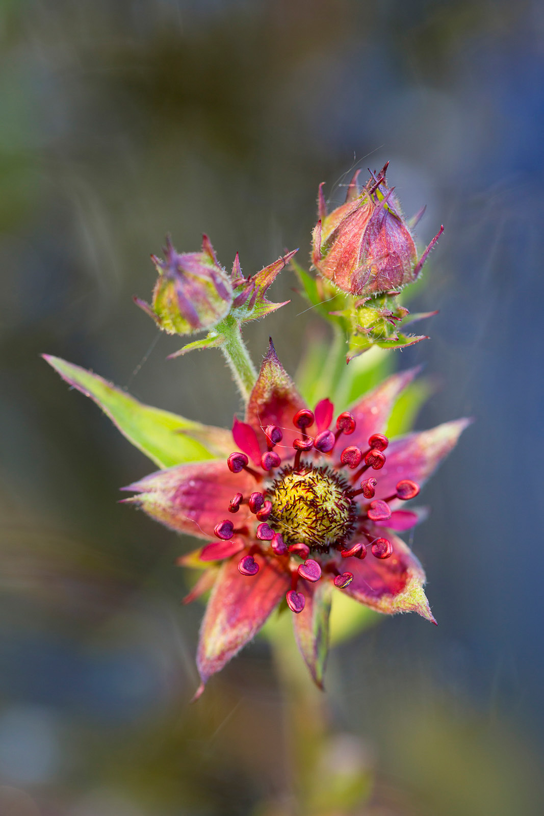 How to Photograph Plants - Nature TTL