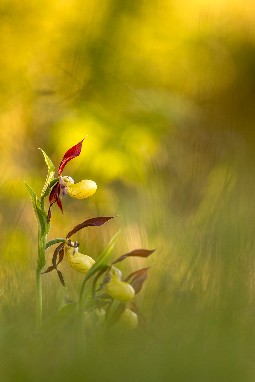 How to Photograph Plants | Nature TTL