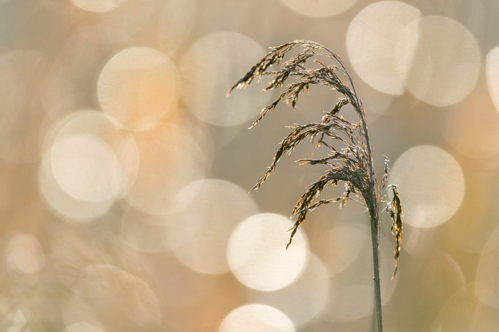 How to Photograph Plants | Nature TTL