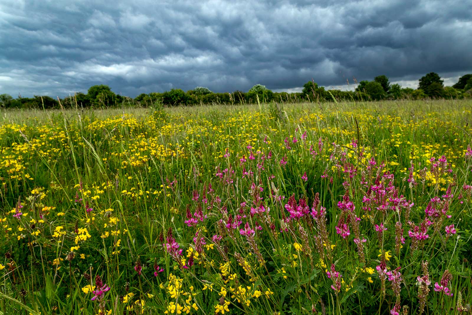 How to Photograph Plants - Nature TTL