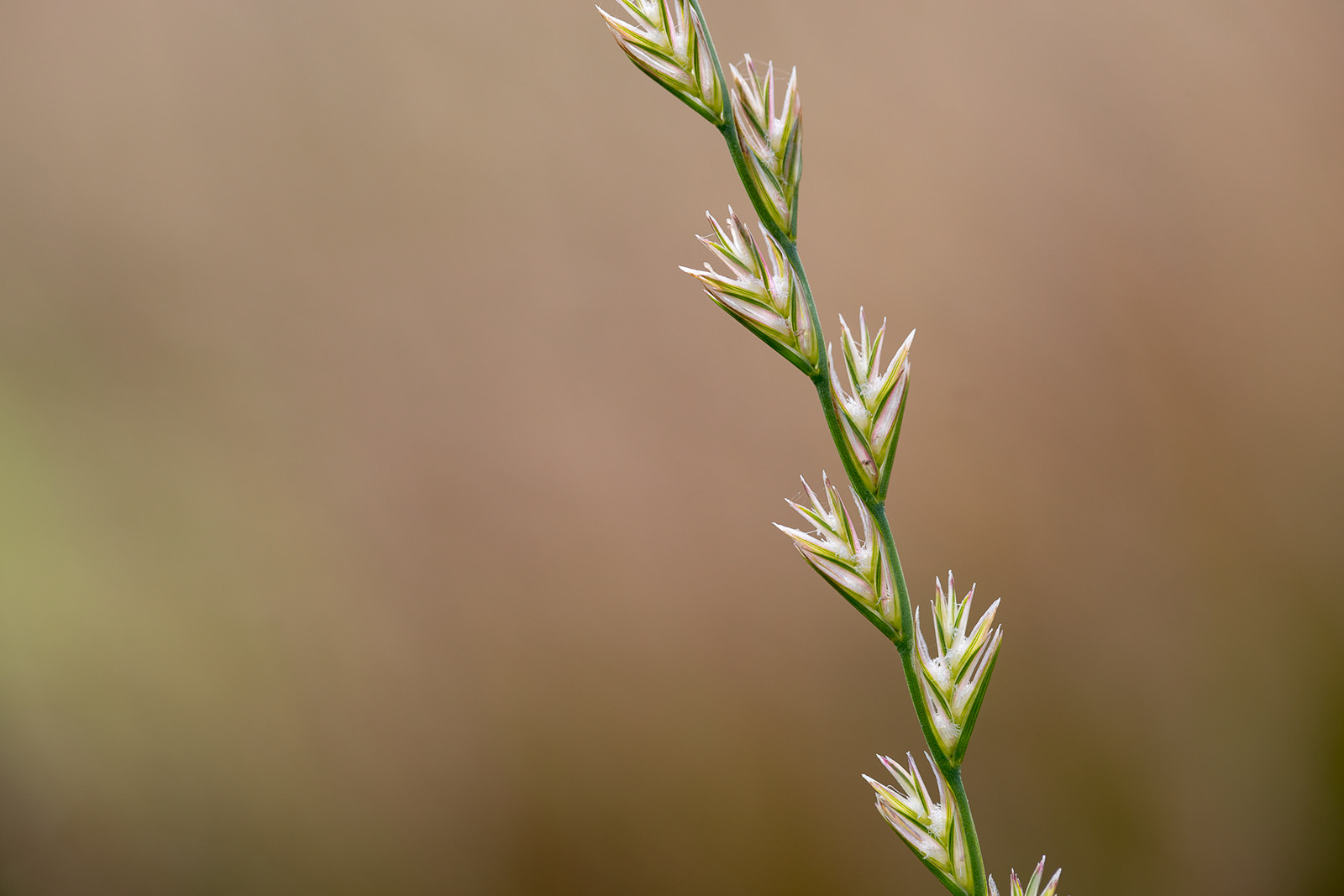 How to Photograph Plants - Nature TTL