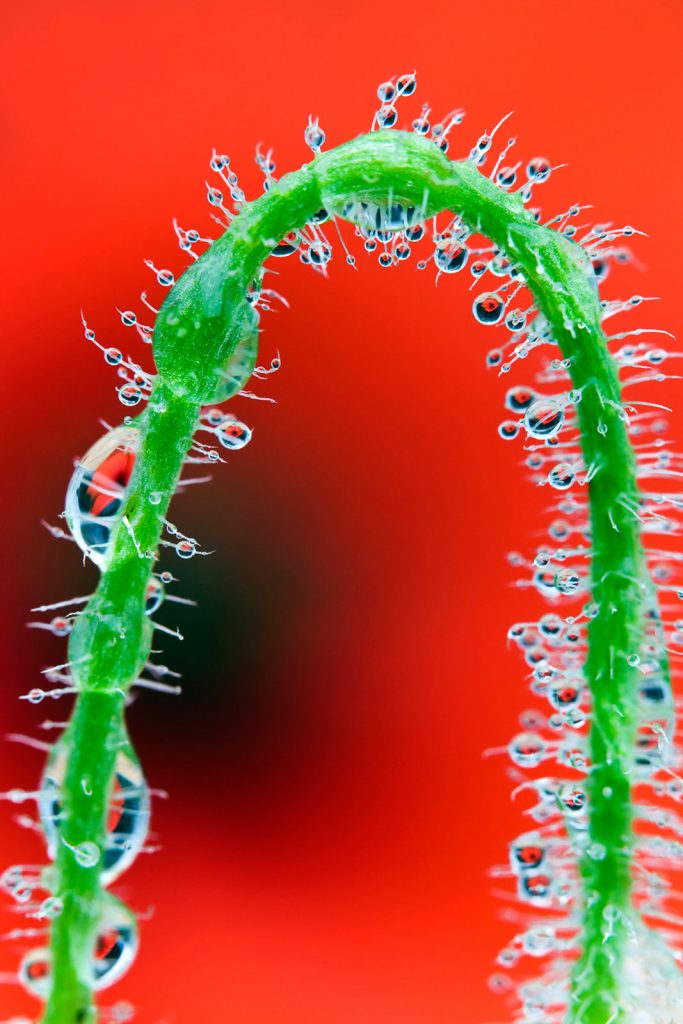 How to Photograph Plants - Nature TTL