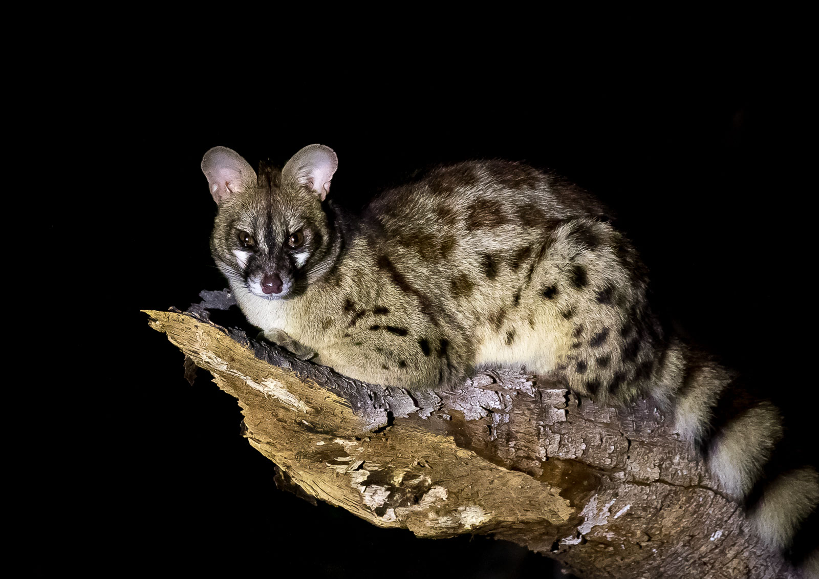 Tips to Photograph Wildlife on a Night Safari in Africa - Nature TTL