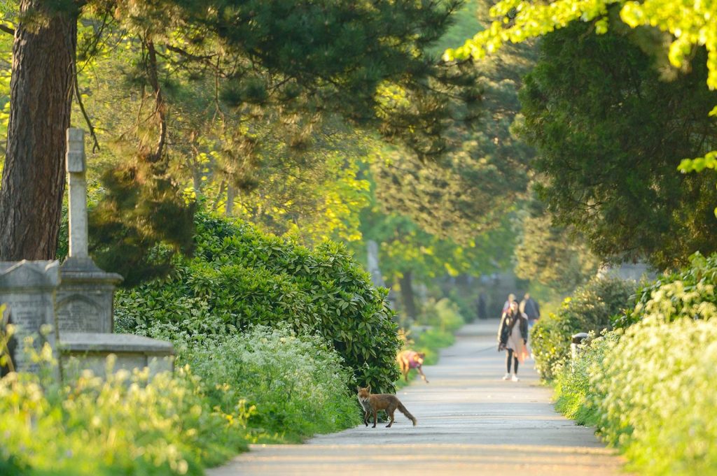 How to Photograph Urban Wildlife - Nature TTL