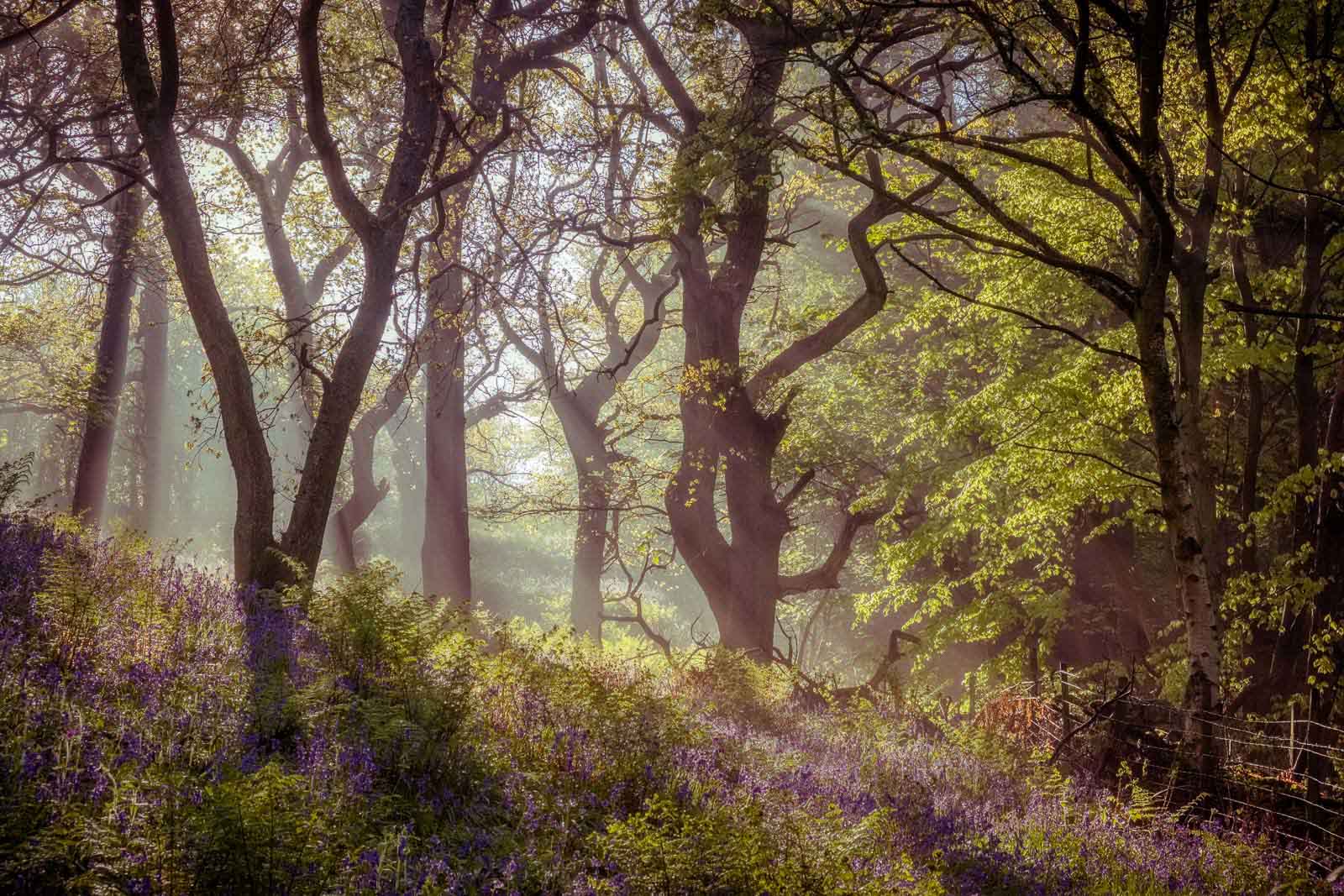 How to Use Mist to Improve Your Landscape Photos | Nature TTL