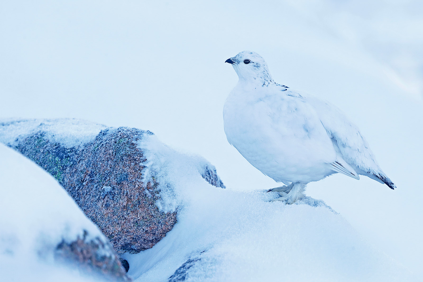 How to Photograph Winter Wildlife - Nature TTL