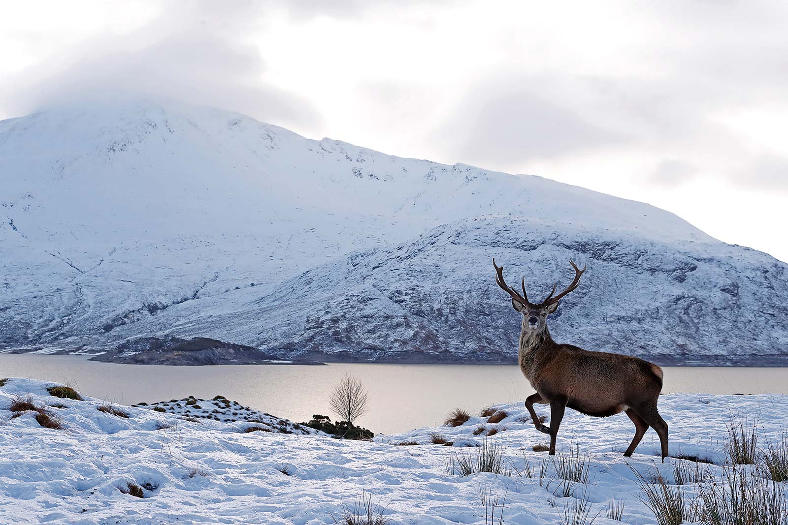 How to Photograph Winter Wildlife - Nature TTL