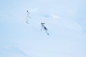 How to Photograph Winter Wildlife | Nature TTL