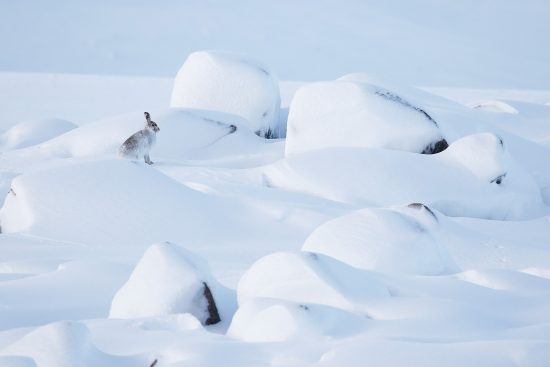 How to Photograph Winter Wildlife - Nature TTL