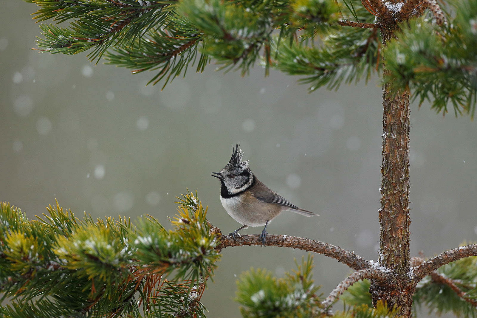 How to Photograph Winter Wildlife - Nature TTL