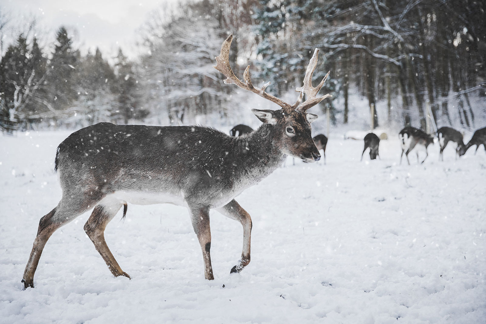 Weekly Photography Assignment: Deer - Nature TTL