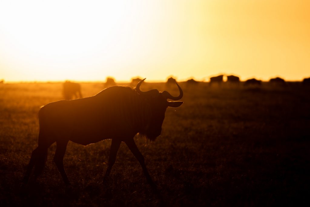 How to Photograph the Great Migration in Africa - Nature TTL