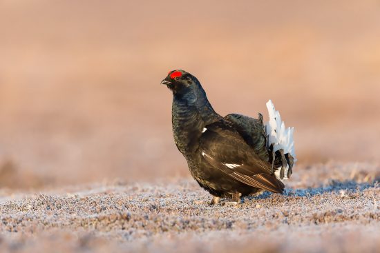 Bird Photography Tips: Shooting Bird Portraits - Nature TTL