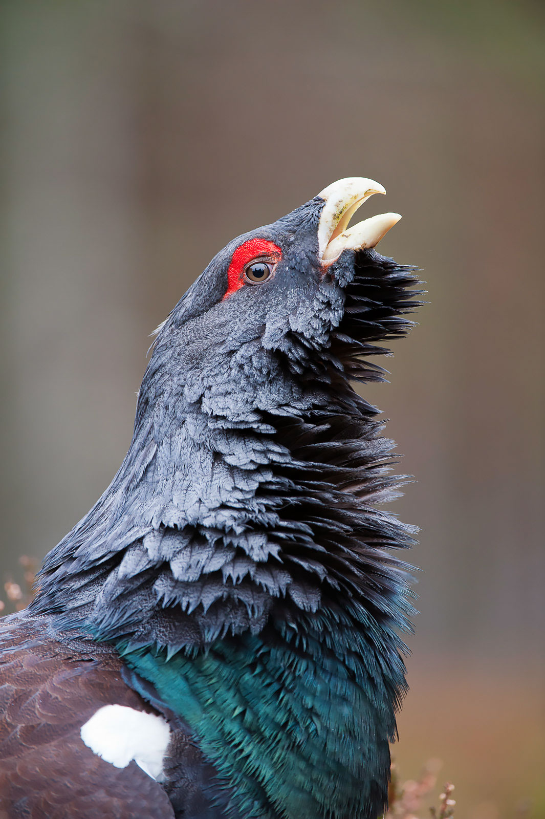 Bird Photography Tips: Shooting Bird Portraits - Nature TTL