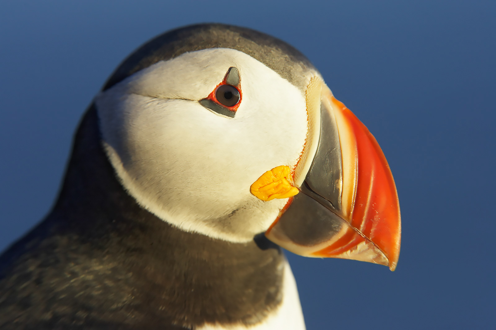 Bird Photography Tips: Shooting Bird Portraits - Nature TTL