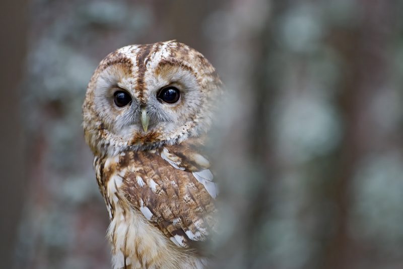 Bird Photography Tips: Shooting Bird Portraits - Nature TTL