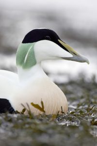 Bird Photography Tips: Shooting Bird Portraits - Nature TTL