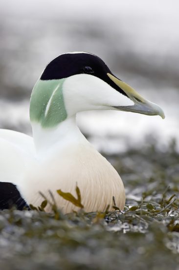 Bird Photography Tips: Shooting Bird Portraits - Nature TTL