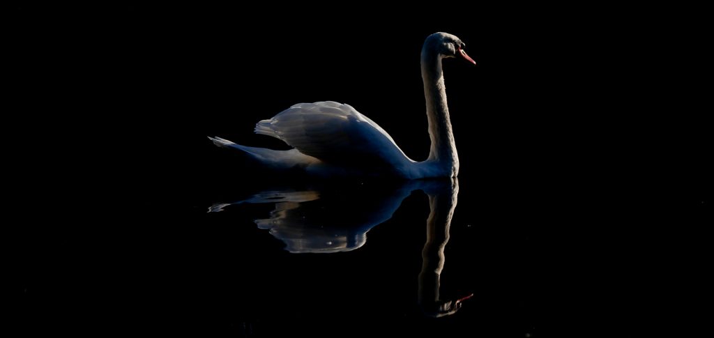 How to Photograph Swans - Nature TTL