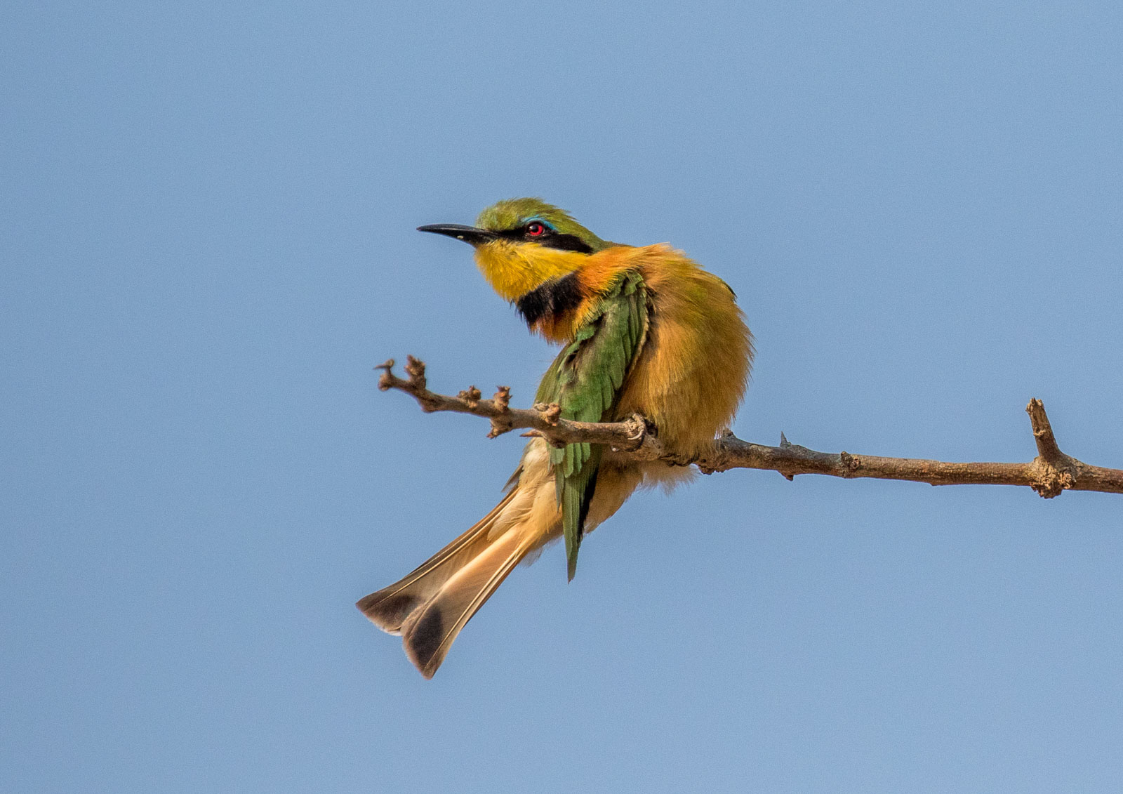 How to Photograph Birds in Africa - Nature TTL