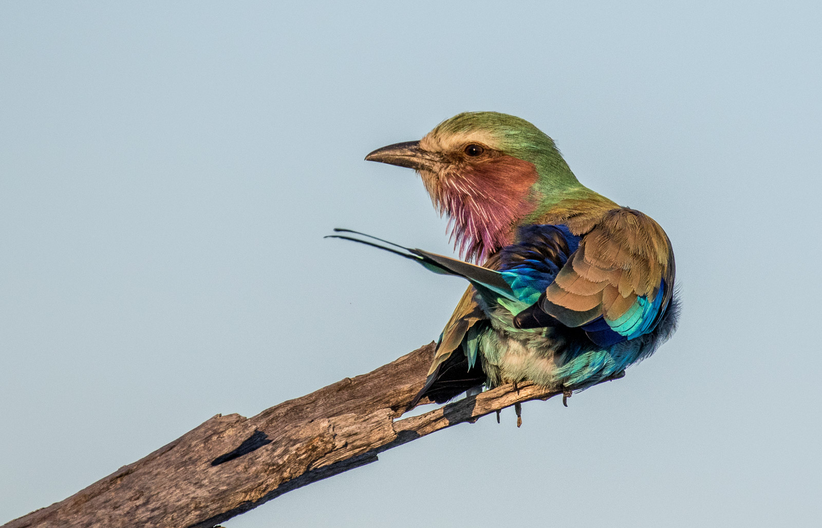 How to Photograph Birds in Africa - Nature TTL