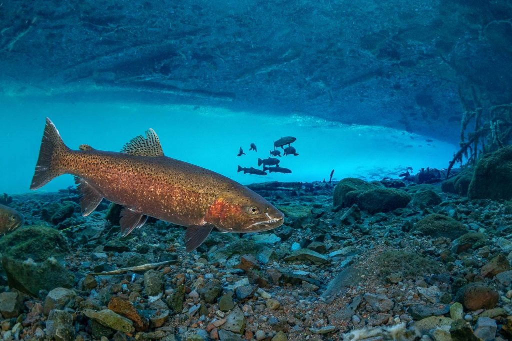 How to Photograph the Salmon Run - Nature TTL