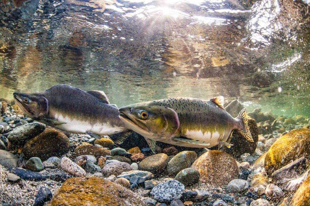 How to Photograph the Salmon Run - Nature TTL