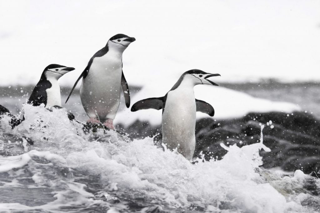 How to Photograph Penguins in Antarctica | Nature TTL