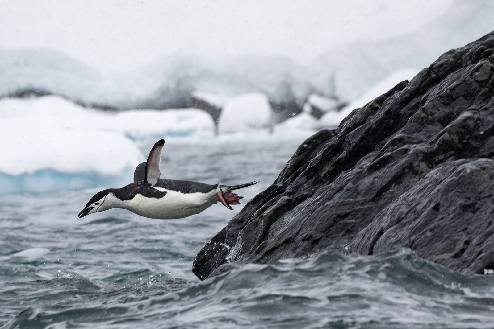 How to Photograph Penguins in Antarctica | Nature TTL