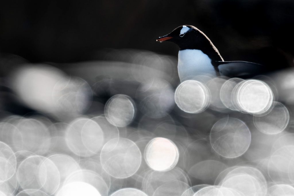 How to Photograph Penguins in Antarctica | Nature TTL