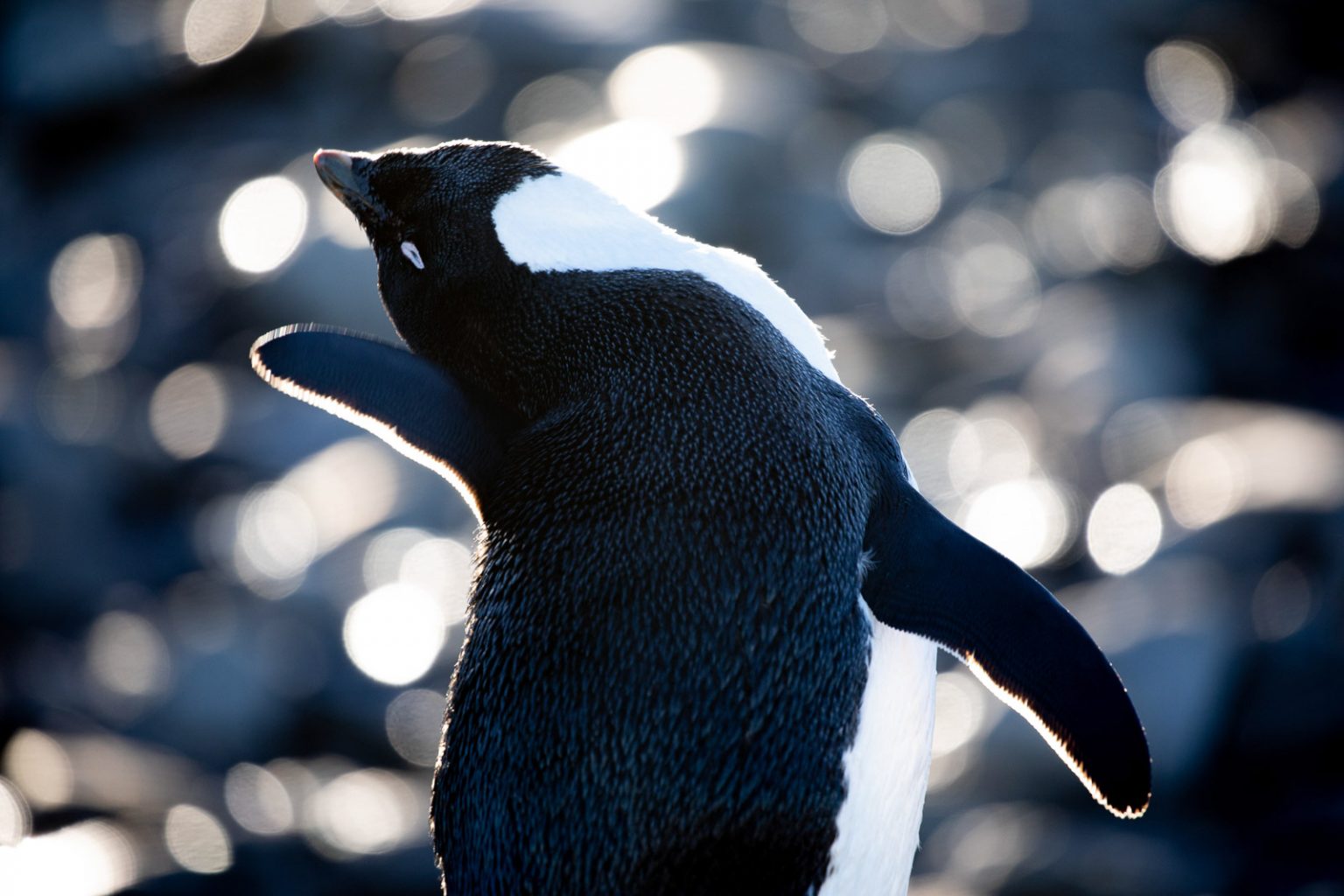 How to Photograph Penguins in Antarctica | Nature TTL