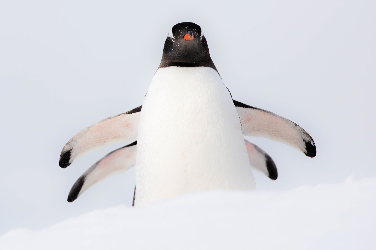 How to Photograph Penguins in Antarctica | Nature TTL