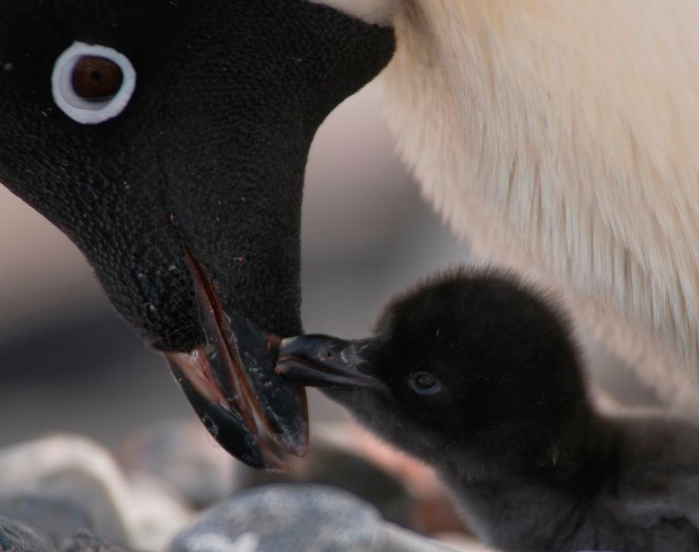 How to Photograph Penguins in Antarctica - Nature TTL