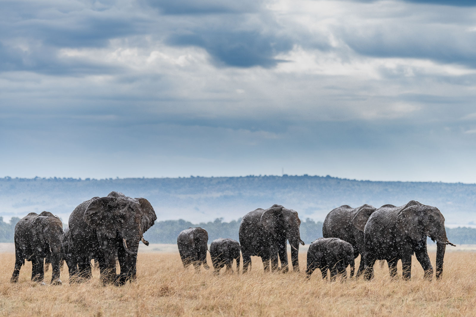 How to Photograph Elephants in Africa | Nature TTL